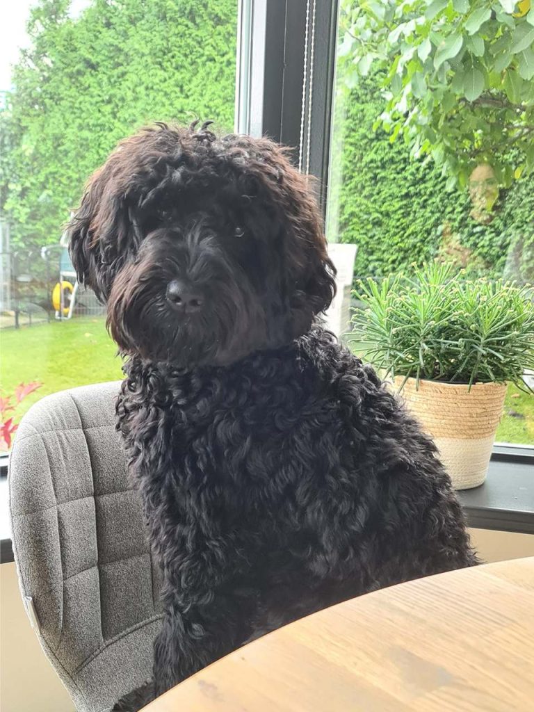 Teefjes – Van Dams Doodles