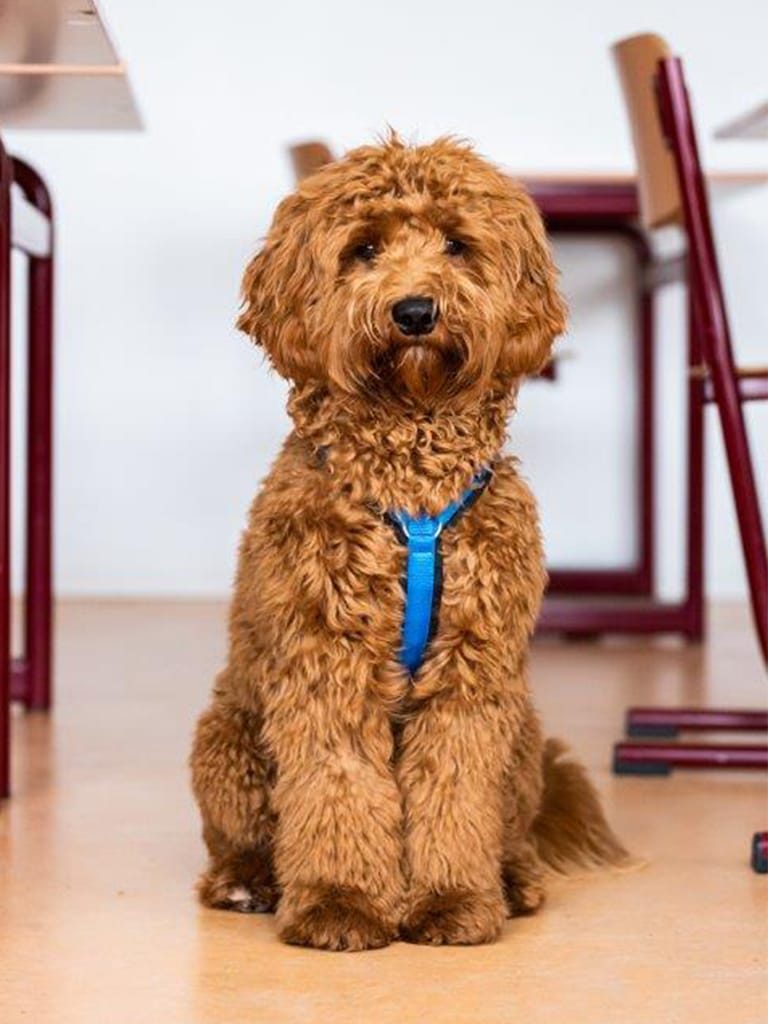 Reuen – Van Dams Doodles